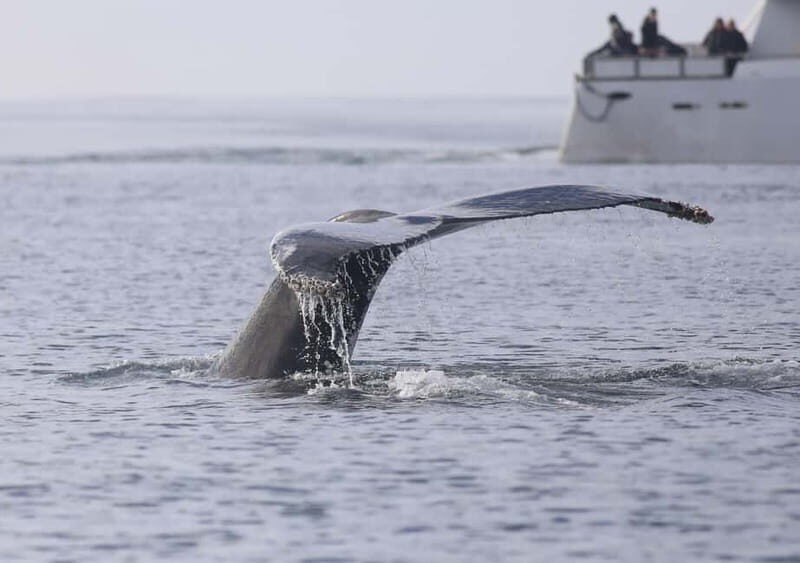 Reykjavik: Whale Watching Tour with Expert Guide - Final Thoughts