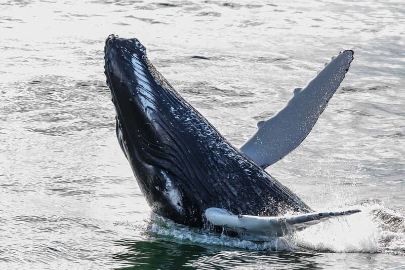 Reykjavik: Whale Watching Tour with Expert Guide - FAQ