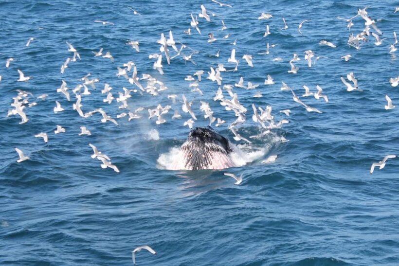 Reykjavik: Whale Watching Tour with Express Option - Key Points
