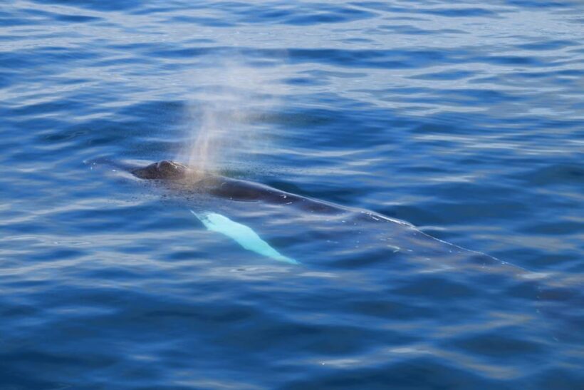 Reykjavik: Whale Watching Tour with Express Option - An In-Depth Look at Reykjavik Sailors’ Whale Watching Tour