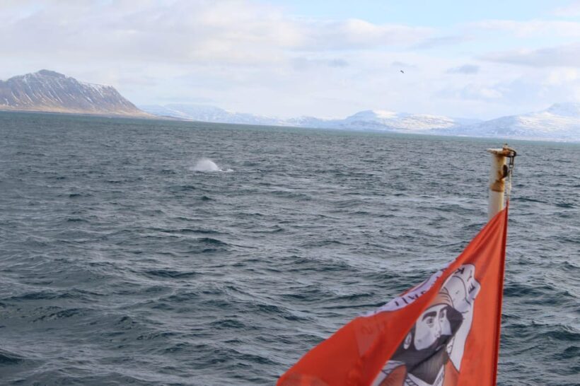 Reykjavik: Whale Watching Tour with Express Option - A Practical Summary