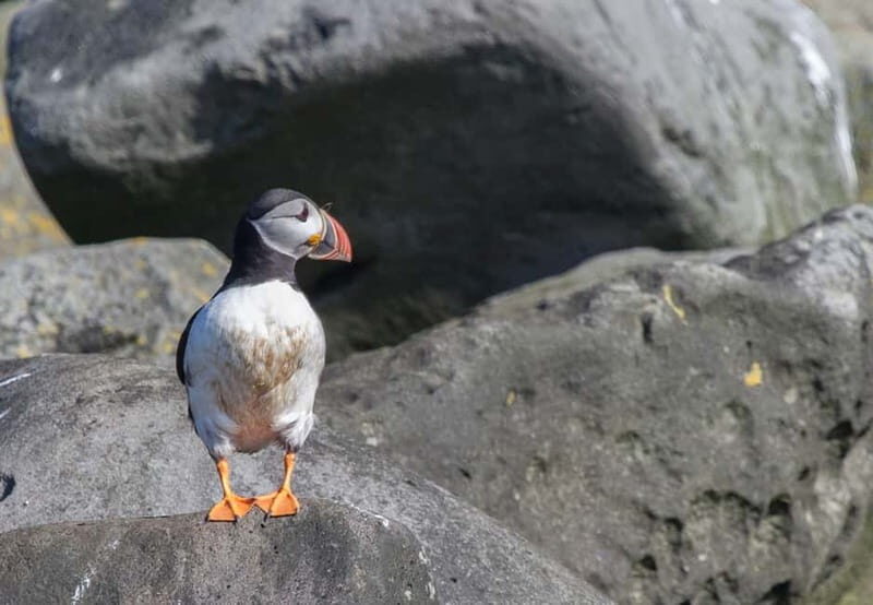 Reykjavik: Whales and Puffins Express Cruise Combo Tour - Value for Money