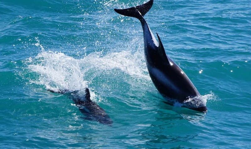 Reykjavik: Whales and Puffins Express Cruise Combo Tour - Authenticity and Experience