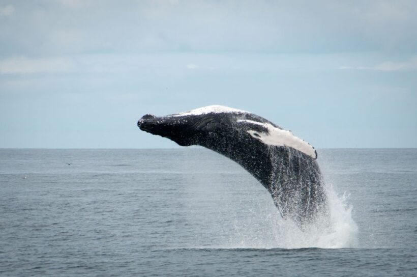 Reykjavik: Whales and Puffins Express Cruise Combo Tour - Who Should Consider This Tour?