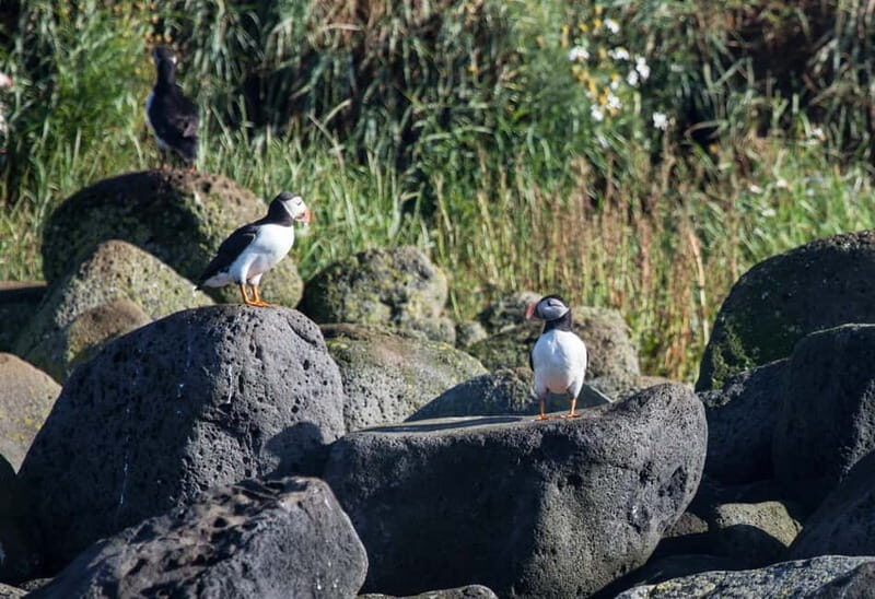 Reykjavik: Whales and Puffins Express Cruise Combo Tour - The Sum Up