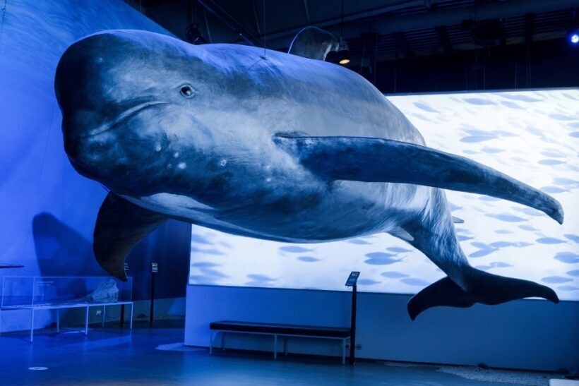 Reykjavik: Whales of Iceland Museum Entrance Ticket - Practical Tips for Visiting