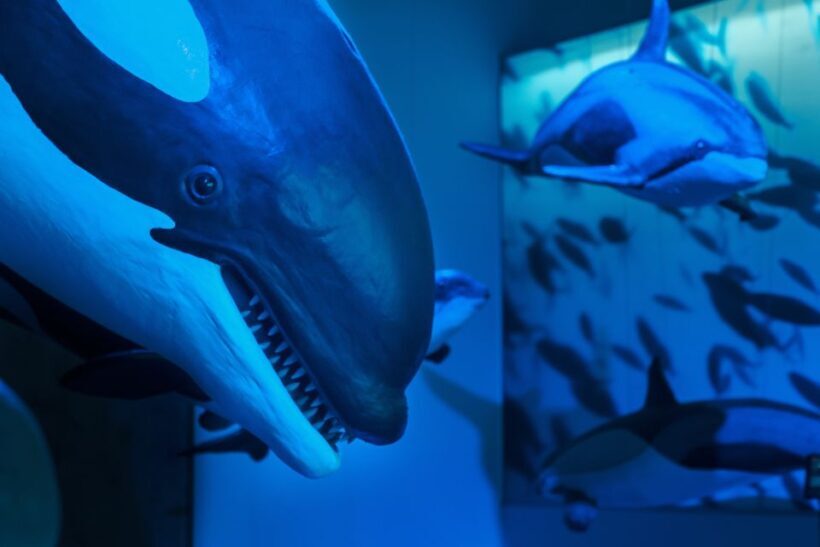 Reykjavik: Whales of Iceland Museum Entrance Ticket - FAQ