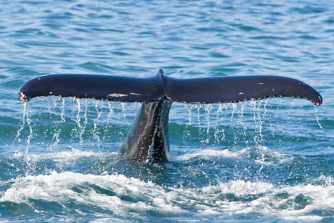 Reykjavik Whales & White Water Rafting Adventure - Frequently Asked Questions