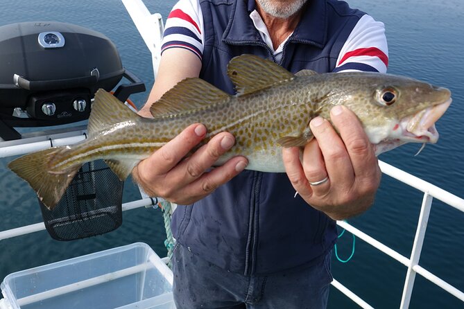 Reykjaviks Finest Catch: Guided Sea Angling Tour for All Levels - What to Expect Onboard