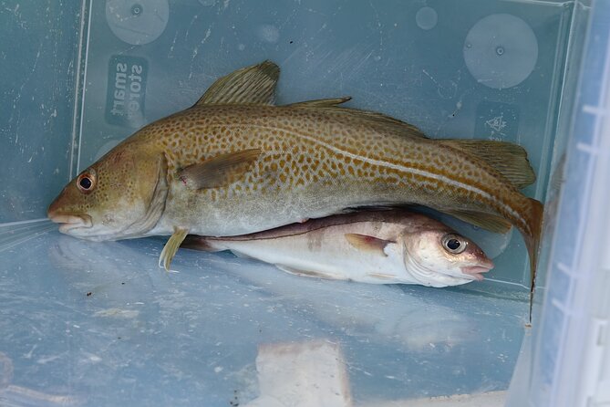 Reykjaviks Finest Catch: Guided Sea Angling Tour for All Levels - Customer Experiences and Testimonials