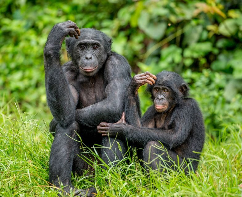 Rhenen: Ouwehands Zoo Entry Ticket - Is This Zoo Right for You?