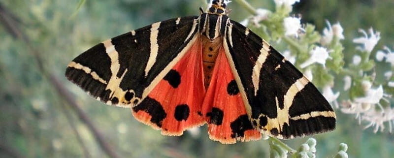 Rhodes: Butterfly Valley and Filerimos Hill Bus Trip - Discovering Butterfly Valley: A Peaceful Natural Escape