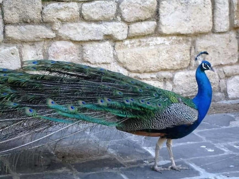 Rhodes: Butterfly Valley and Filerimos Hill Bus Trip - The Sum Up