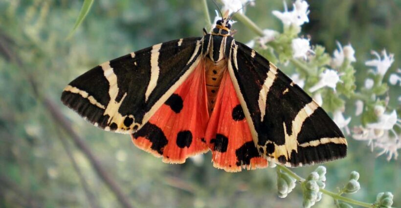 Rhodes: Butterfly Valley & Wine Tasting Tour (Small Group) - In-Depth Look at the Tour Experience
