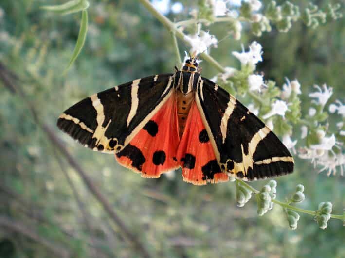 Rhodes: Butterfly Valley & Wine Tasting Tour (Small Group) - FAQ: Your Questions About the Rhodes Butterfly Valley & Wine Tasting Tour