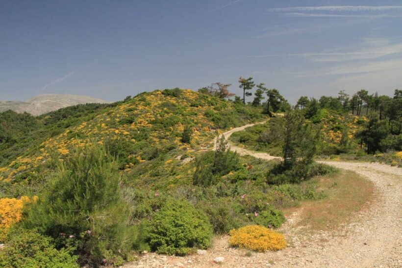 Rhodes: Safari with experienced driver - South pick ups - An In-Depth Look at the Rhodes South Safari