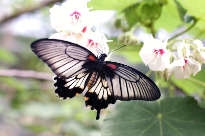 Rhodes: Shore Excursion, Valley of the Butterflies & Lindos - Who Will Appreciate This Tour?