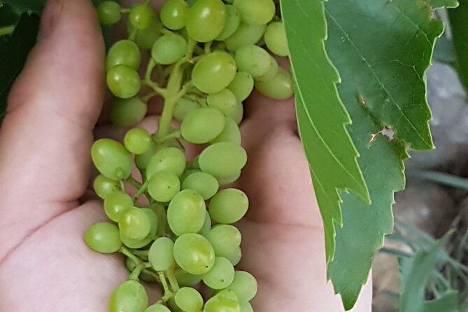 Rhodes Wine & Food Tour: 10 Meal Course Lunch, Wine Tasting, Cooking Class - The Sum Up: Who Will Love This Tour?