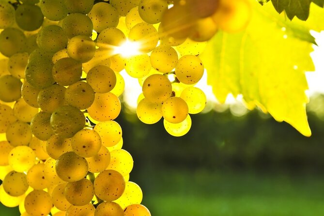 Rhodes Wine & Food Tour Review: A Culinary Delight - Hands-On Cooking Class and Lavish Lunch