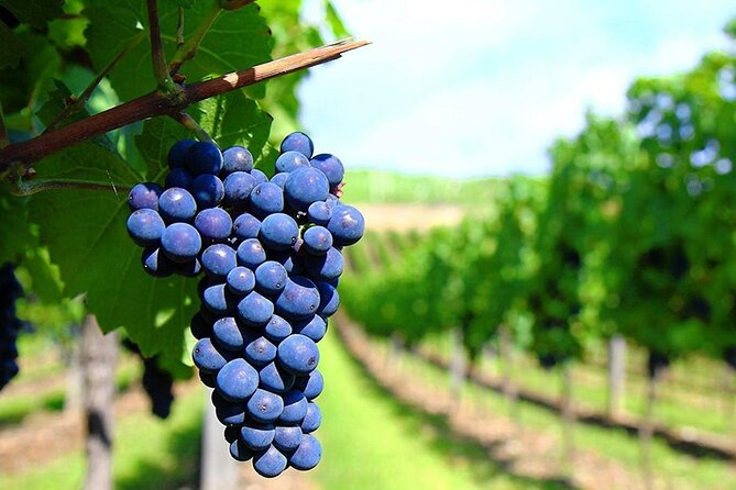 Rhodes Wine & Food Tour Review: A Culinary Delight - Positive Guest Feedback and Common Themes