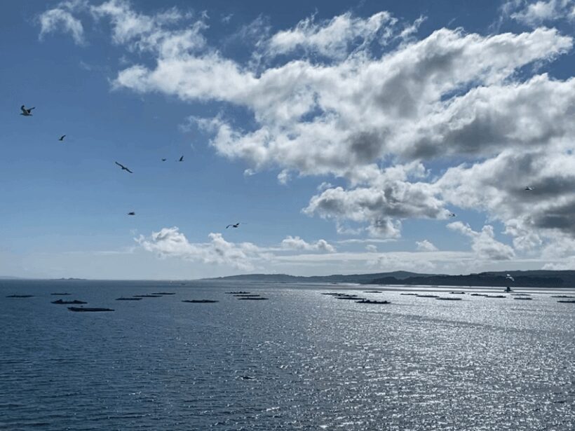 Ría de Arousa: Daytime or Sunset Sailboat Cruise with drinks - Key Points
