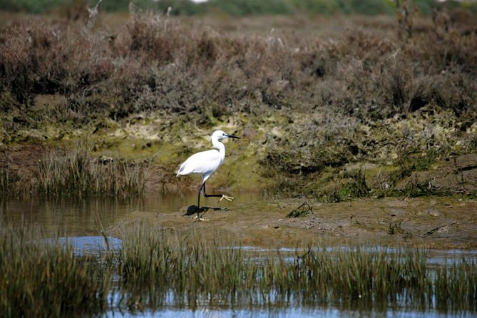 Ria Formosa Bird Watching Boat Trip Review - Guest Experiences and Feedback