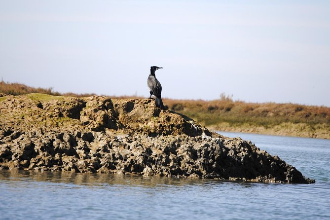 Ria Formosa Bird Watching Boat Trip Review - Additional Important Information