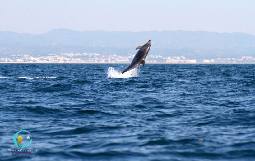 Ria Formosa: Dolphin-Watching Boat Tour - Price and Value: Is It Worth It?