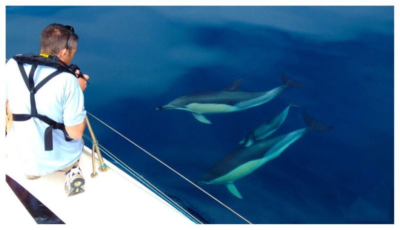Ria Formosa: Dolphin-Watching Boat Tour - Practical Details: What You Need to Know