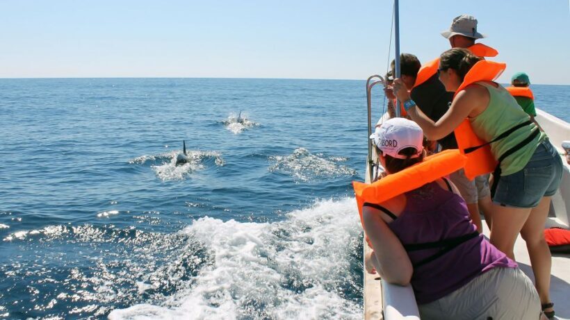Ria Formosa: Dolphin-Watching Boat Tour - Frequently Asked Questions