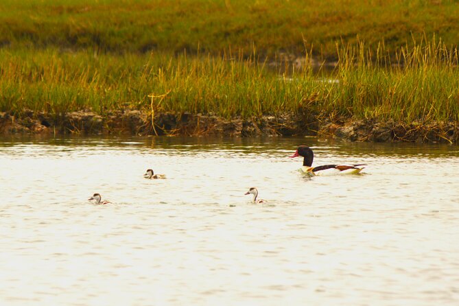 Ria Formosa National Park Boat Tour Review - Overview of the Tour