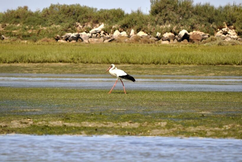 Ria Formosa National Park: Kayak Trip - Who Should Consider This Tour?