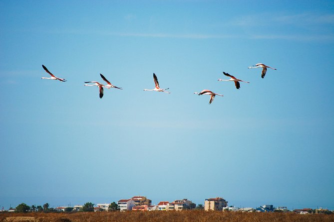 Ria Formosa Natural Park Birdwatching Segway Tour From Faro - Wildlife Viewing and Bird Species