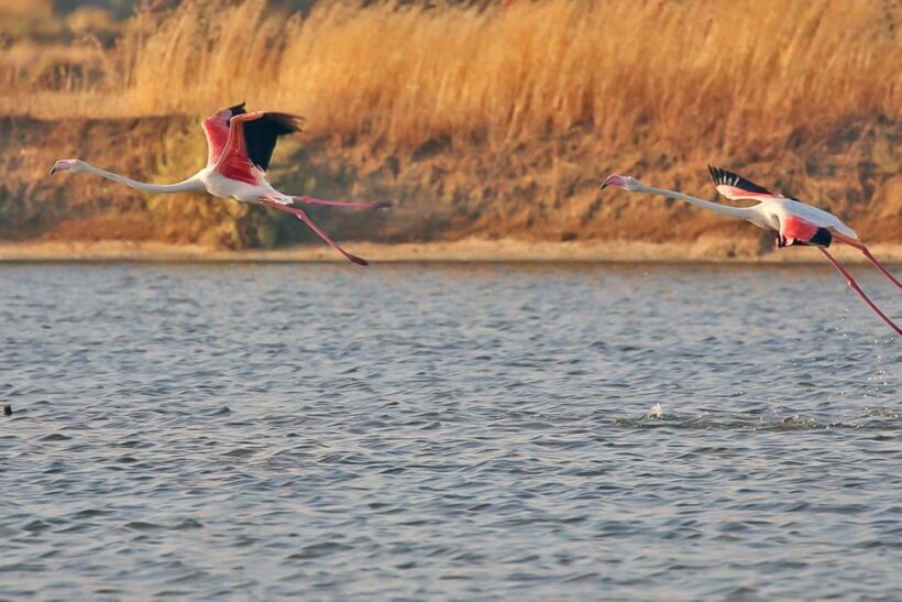 Ria Formosa: Sightseeing boat Tour from Olhão - FAQ