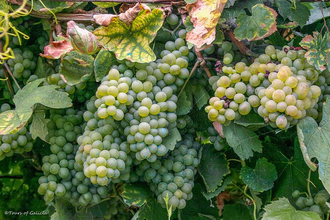 Rias Baixas PRIVATE Shore tour - Whats Included and Whats Not