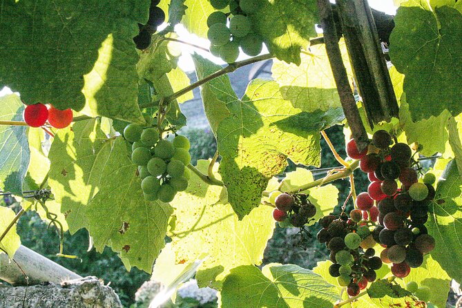 Rias Baixas PRIVATE Shore tour - Authentic Experiences That Stand Out