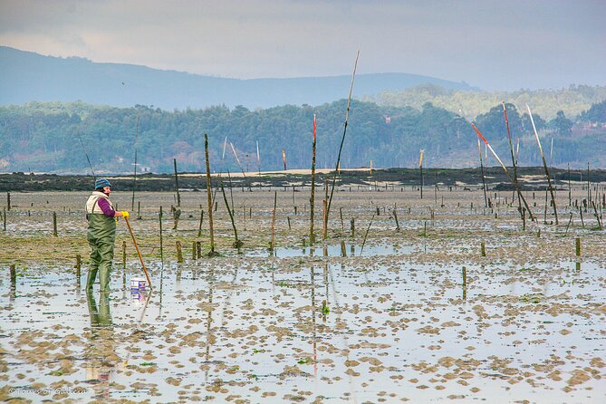 Rías Baixas Private Tour from Santiago de Compostela - Who Is This Tour Best For?
