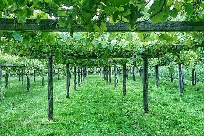 Rías Baixas Tour - Winery Visit