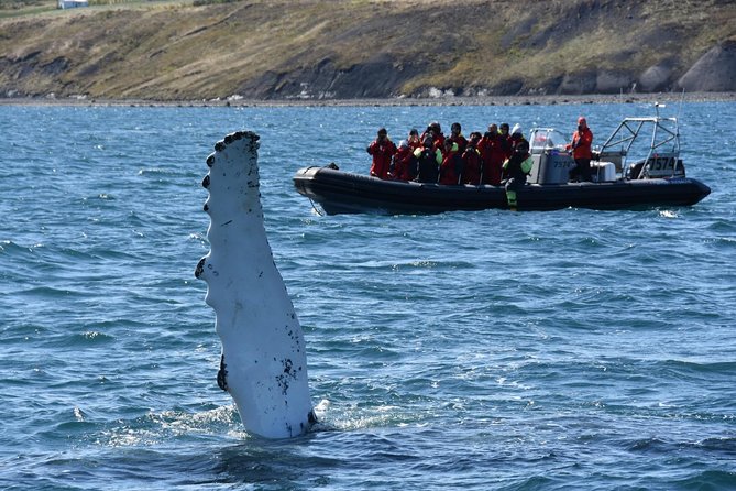 RIB boat express: Whales, Eyjafjord and Akureyri - Who Will Love This Tour?