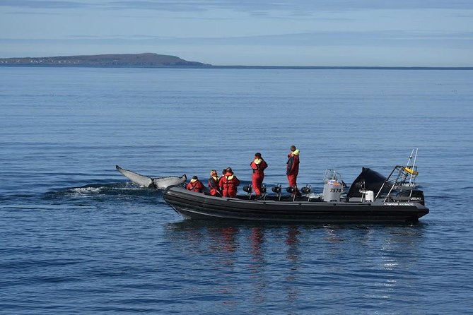 RIB boat express: Whales, Eyjafjord and Akureyri - The Sum Up