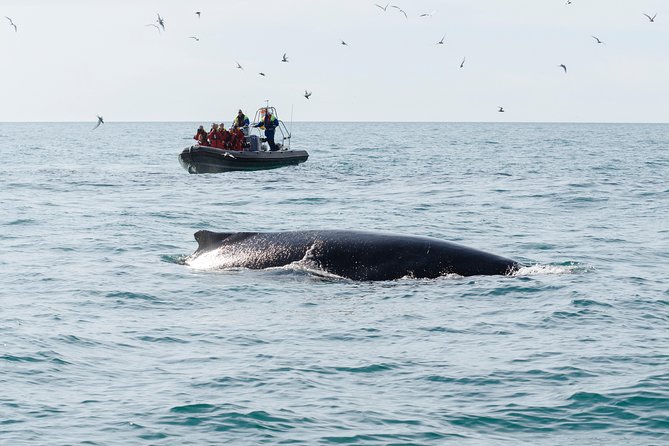 RIB boat express: Whales, Eyjafjord and Akureyri - FAQs