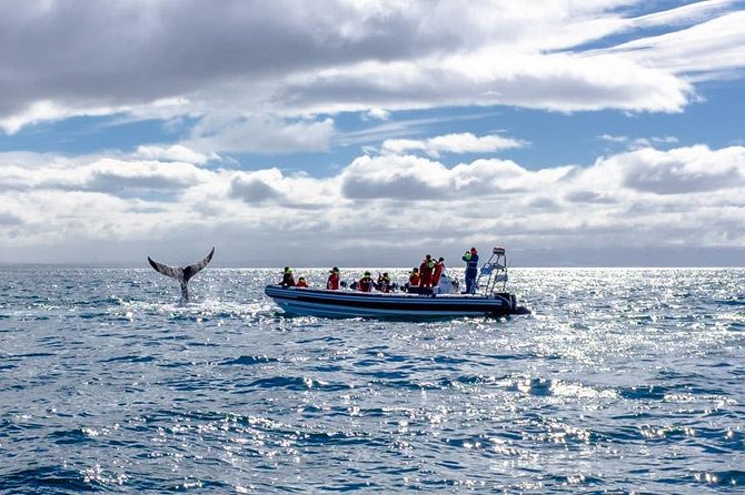 RIB Whale Watching Small-Group Boat Tour From Reykjavik - Whale Species Sightings