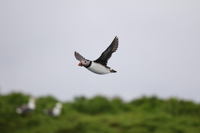 RIB Whale Watching Small-Group Boat Tour From Reykjavik - Personalized Small-Group Adventure