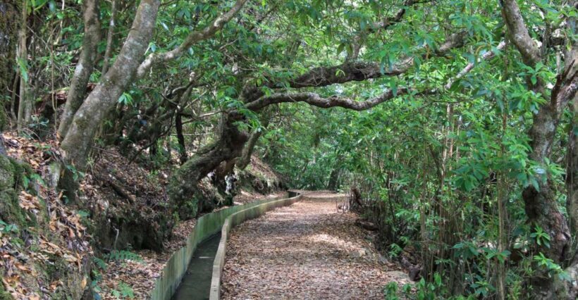 Ribeiro Frio - Portela - Levada do Furado - An In-Depth Look at the Ribeiro Frio - Portela Walk