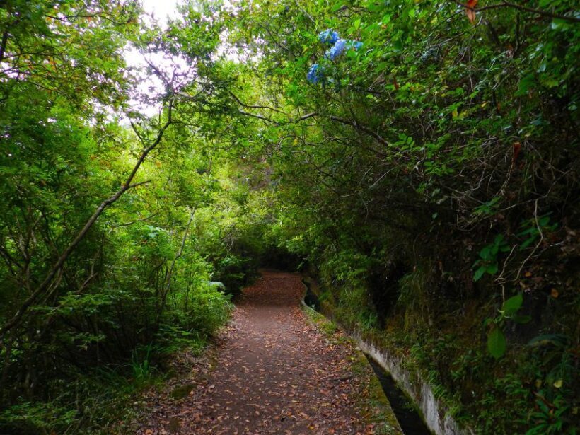 Ribeiro Frio / Portela - Levada Walk - The Sum Up: A Worthwhile Madeira Experience
