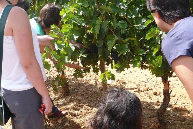 Ribera del Duero Wineries Guided Tour & Wine Tasting from Madrid - Frequently Asked Questions