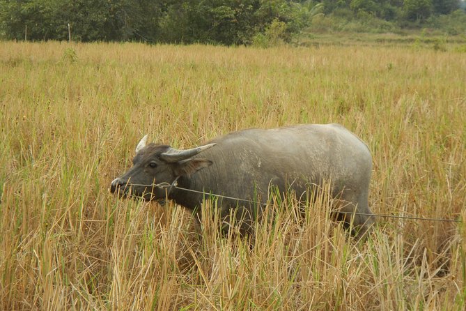 Rice Fields & Rural Villages Tour - Who Should Consider This Tour?