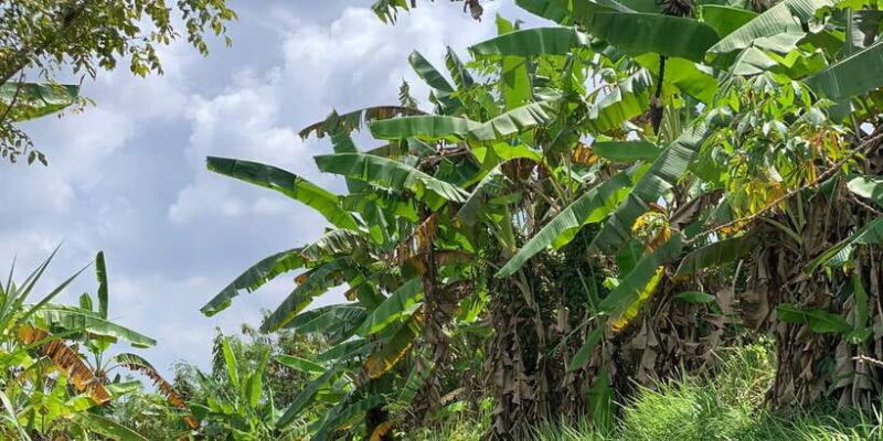 Rice terraces ,Ubud adventure gorila face ATV & ravting - ATV Adventure: Speed, Jungle, and Gorilla Face Cave