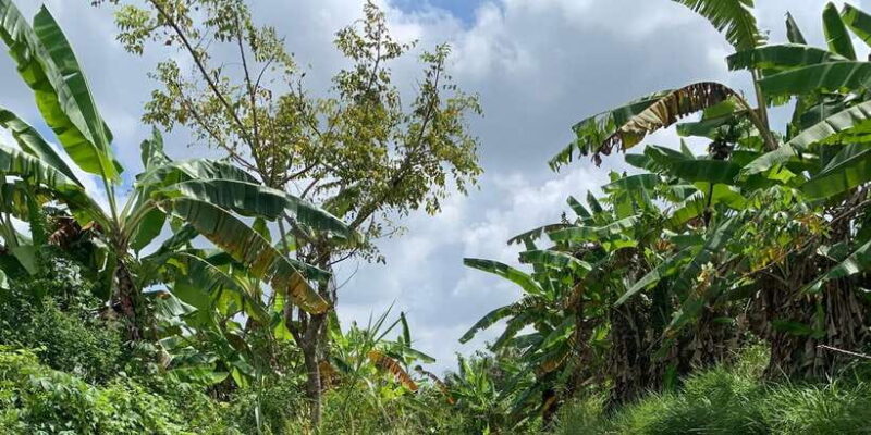 Rice terraces ,Ubud adventure gorila face ATV & ravting - What the Tour Offers and What It Doesn’t