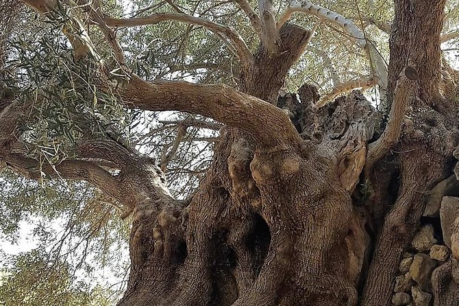 Richtis Waterfall, History, Azoria, OliveTasting, NorthCoast - What to Expect from the Transportation and Group Size